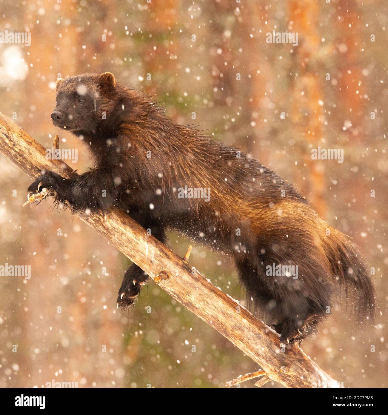 Wildlifeconcervation hi-res stock photography and images - Alamy
