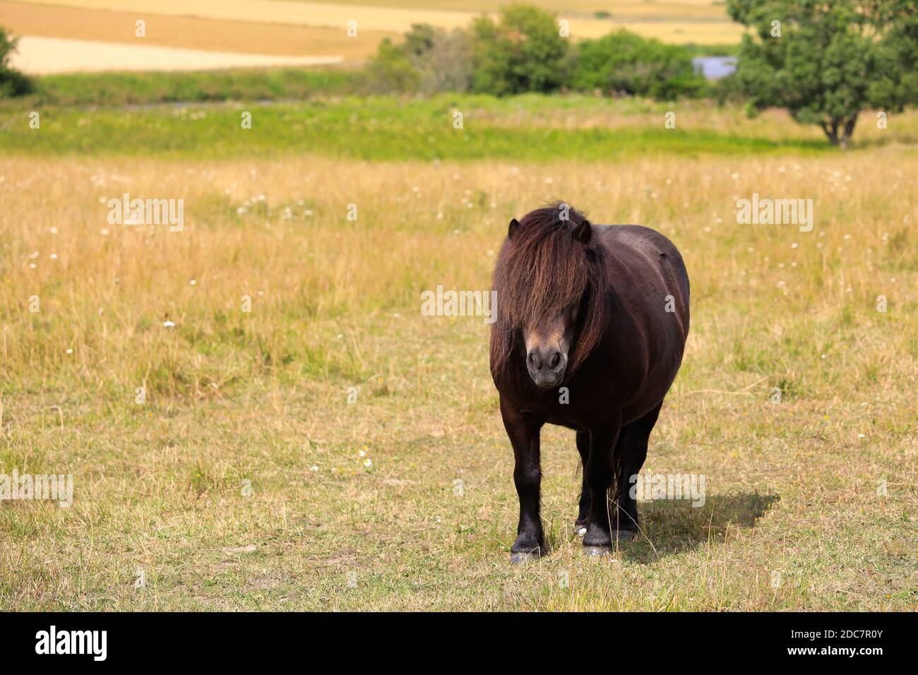 Beautiful small brown pony in grassy meadow on a sunny day of late ...