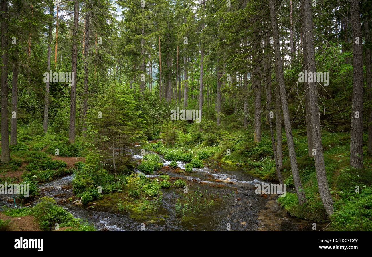 Stream in a pine forest hi-res stock photography and images - Alamy