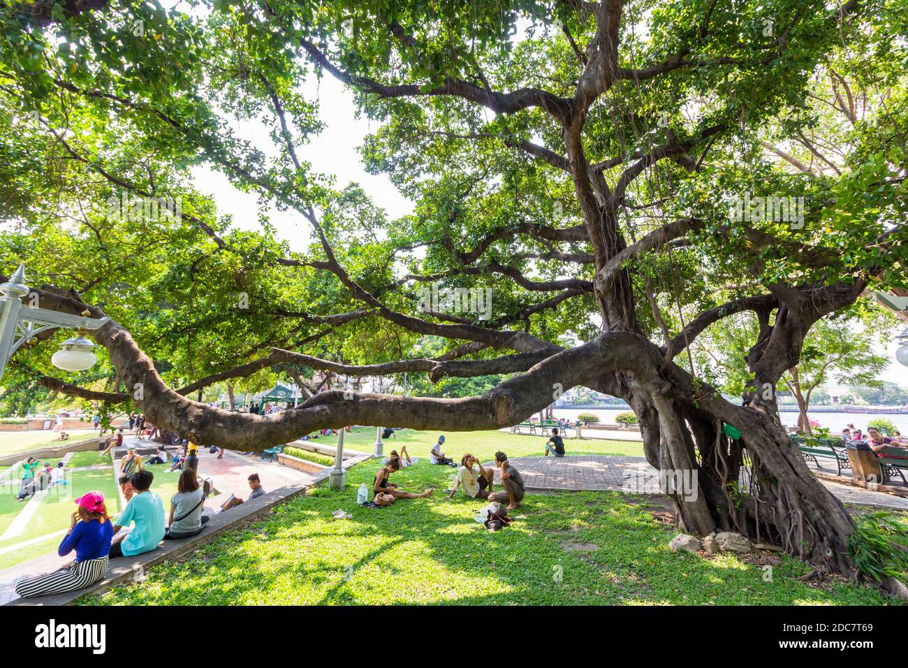 Bangkok tree not cherry not night hi-res stock photography and images ...