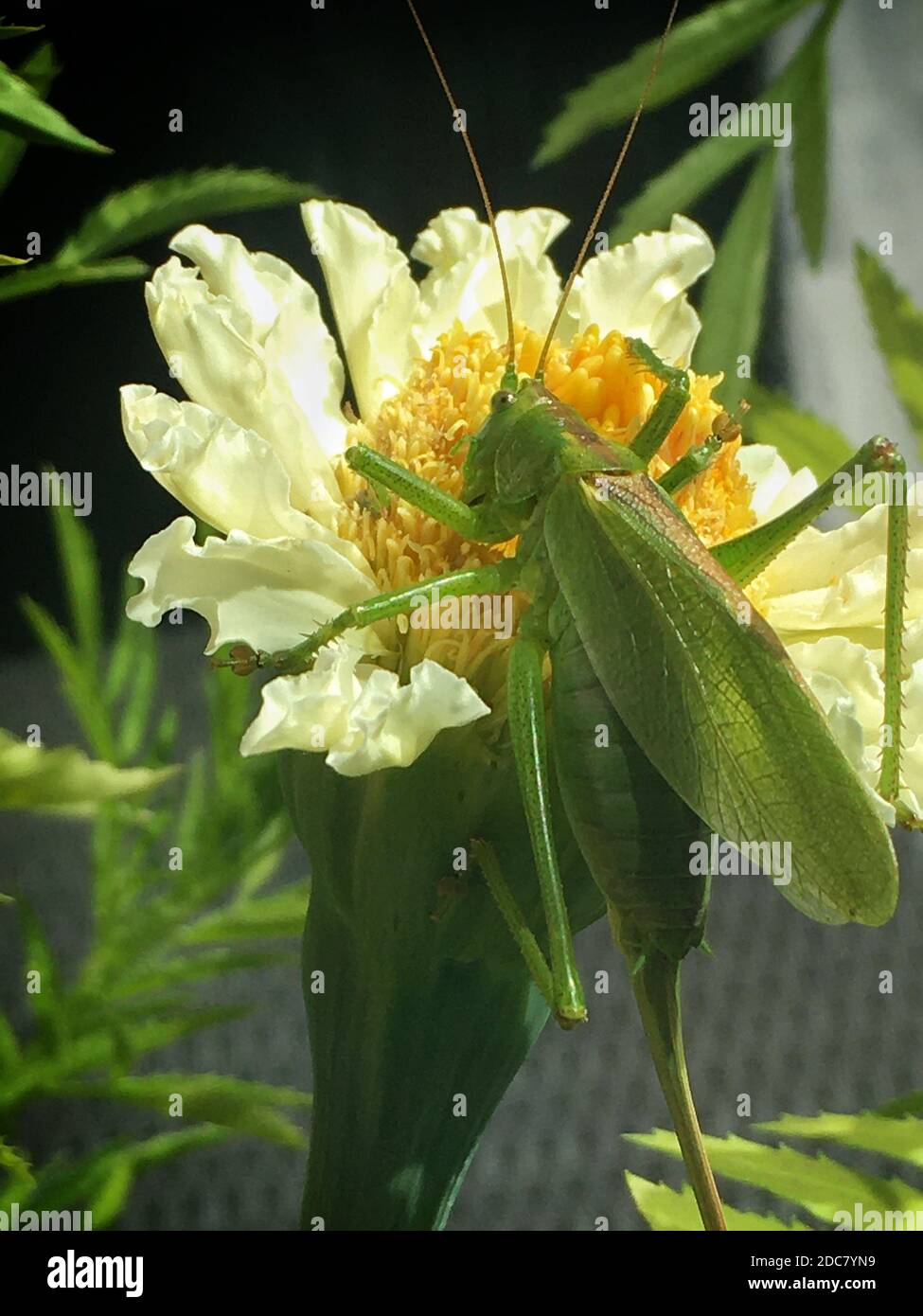 Green locust hi-res stock photography and images - Alamy