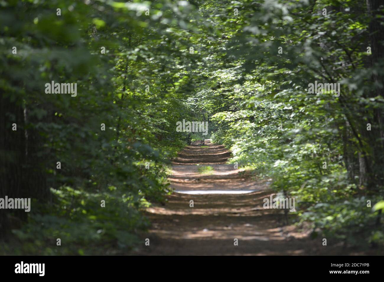 empty path through the forest park trail Stock Photo - Alamy