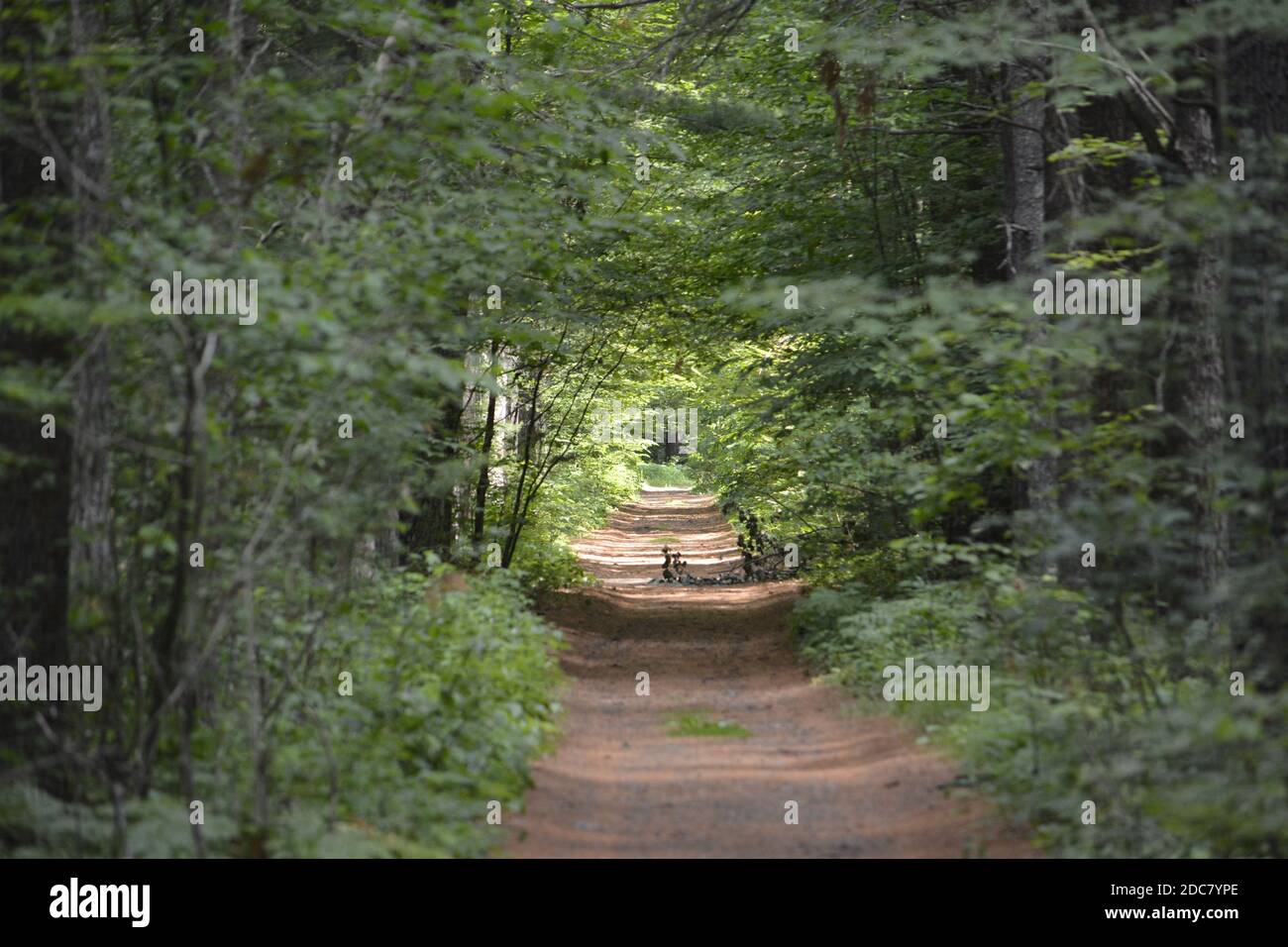 empty path through the forest park trail Stock Photo - Alamy