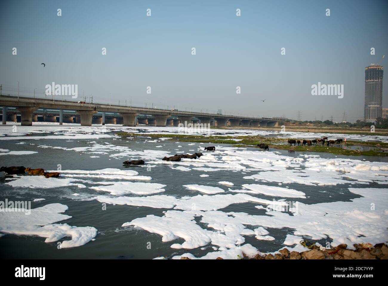 New Delhi, India. 19th Nov, 2020. Cattle are seen in Yamuna river ...