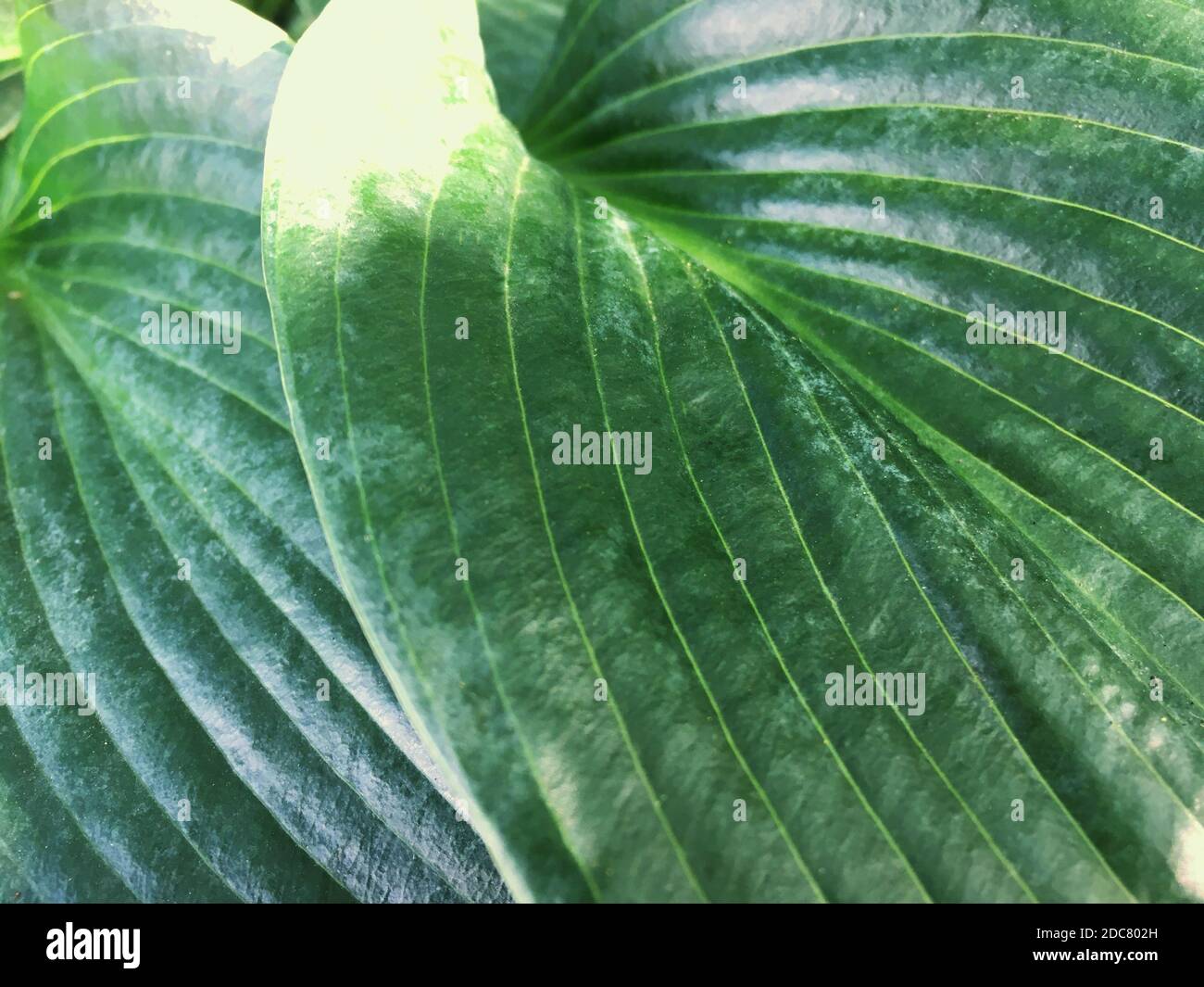 Large green leaves of the hosta close-up Stock Photo - Alamy