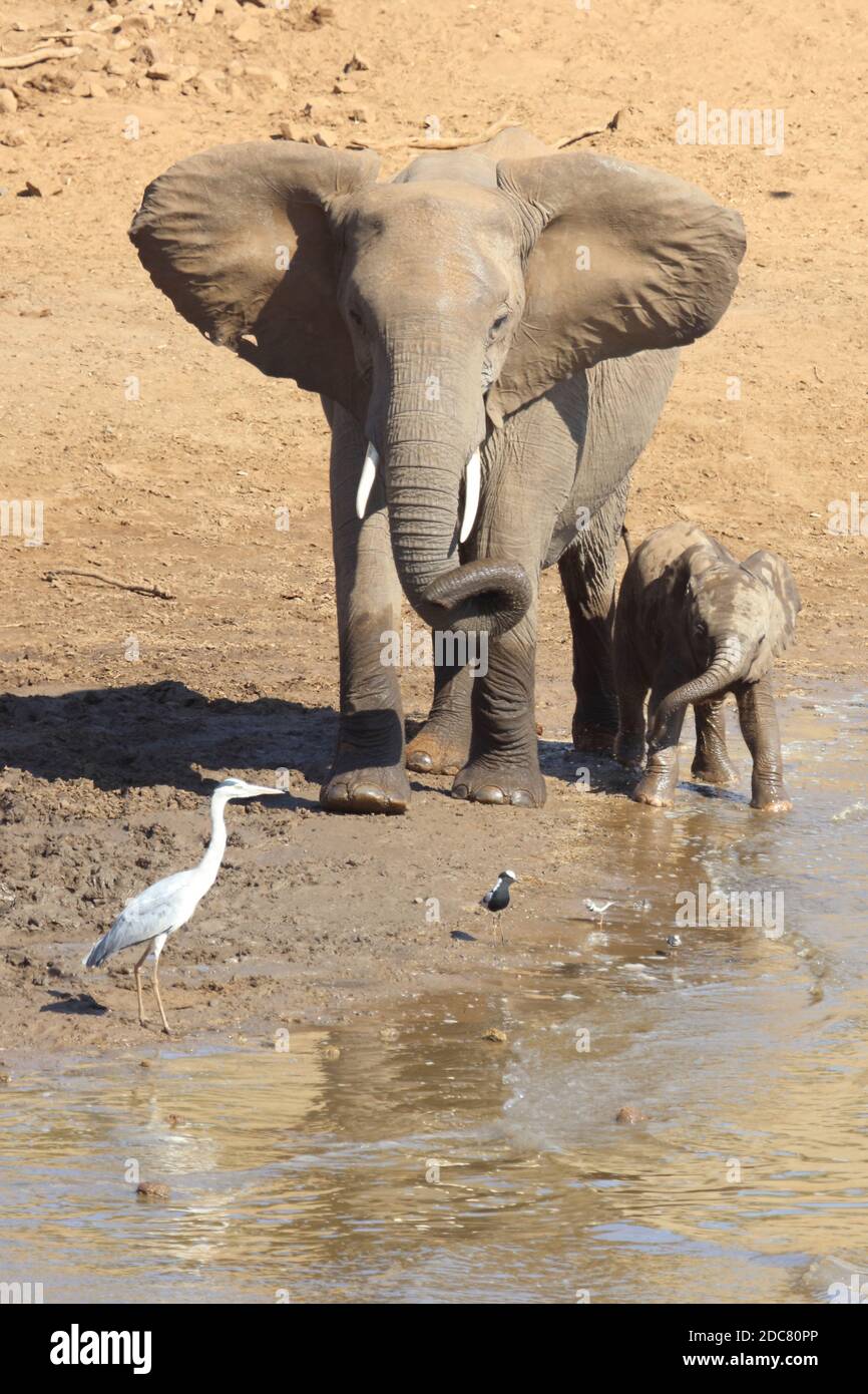 Afrikanischer Elefant / African elephant / Loxodonta africana Stock ...