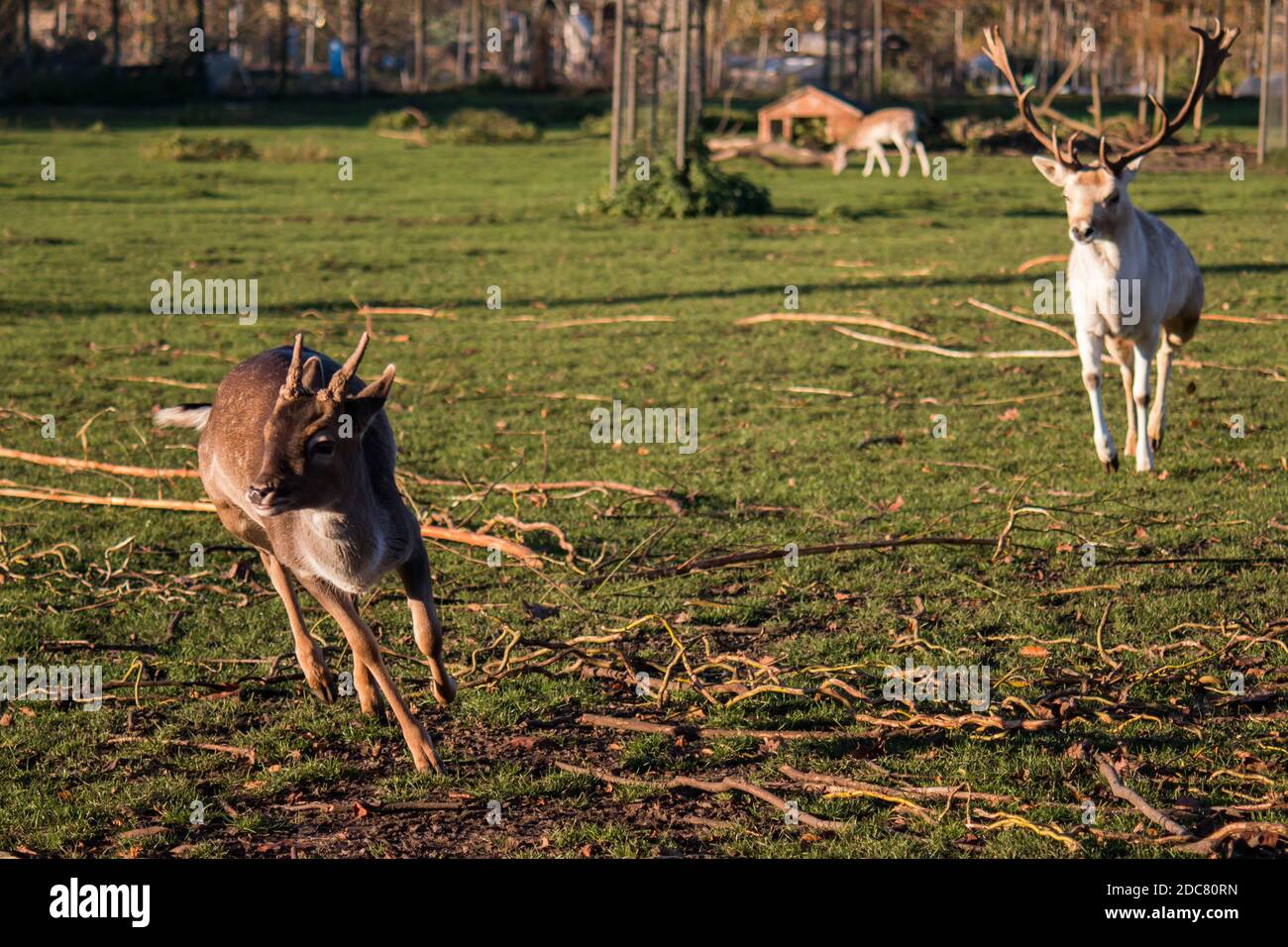 Young male fallow deer (Dama dama) being charged by an older buck ...