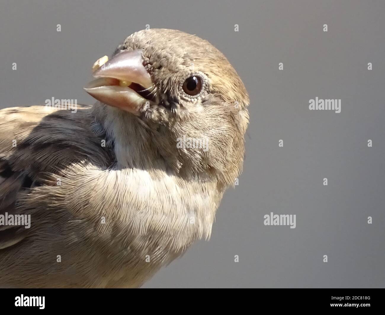 Grain eating bird hi-res stock photography and images - Alamy