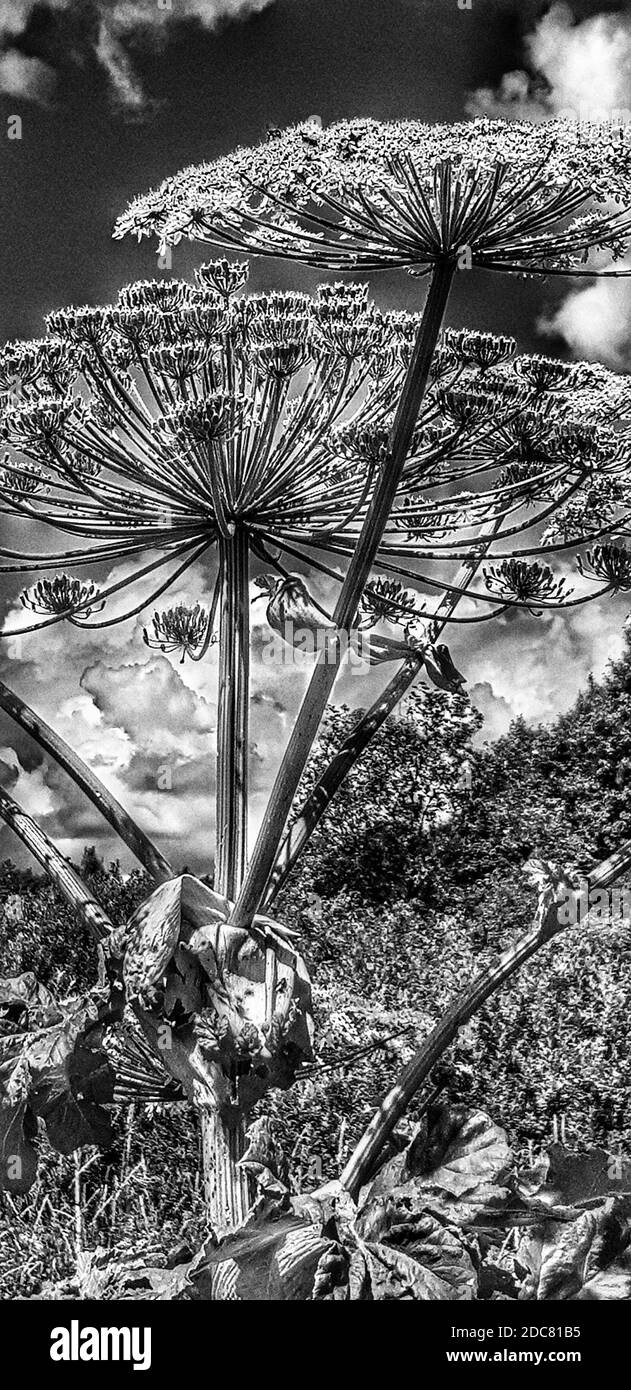 Garden invasive Black and White Stock Photos & Images - Alamy