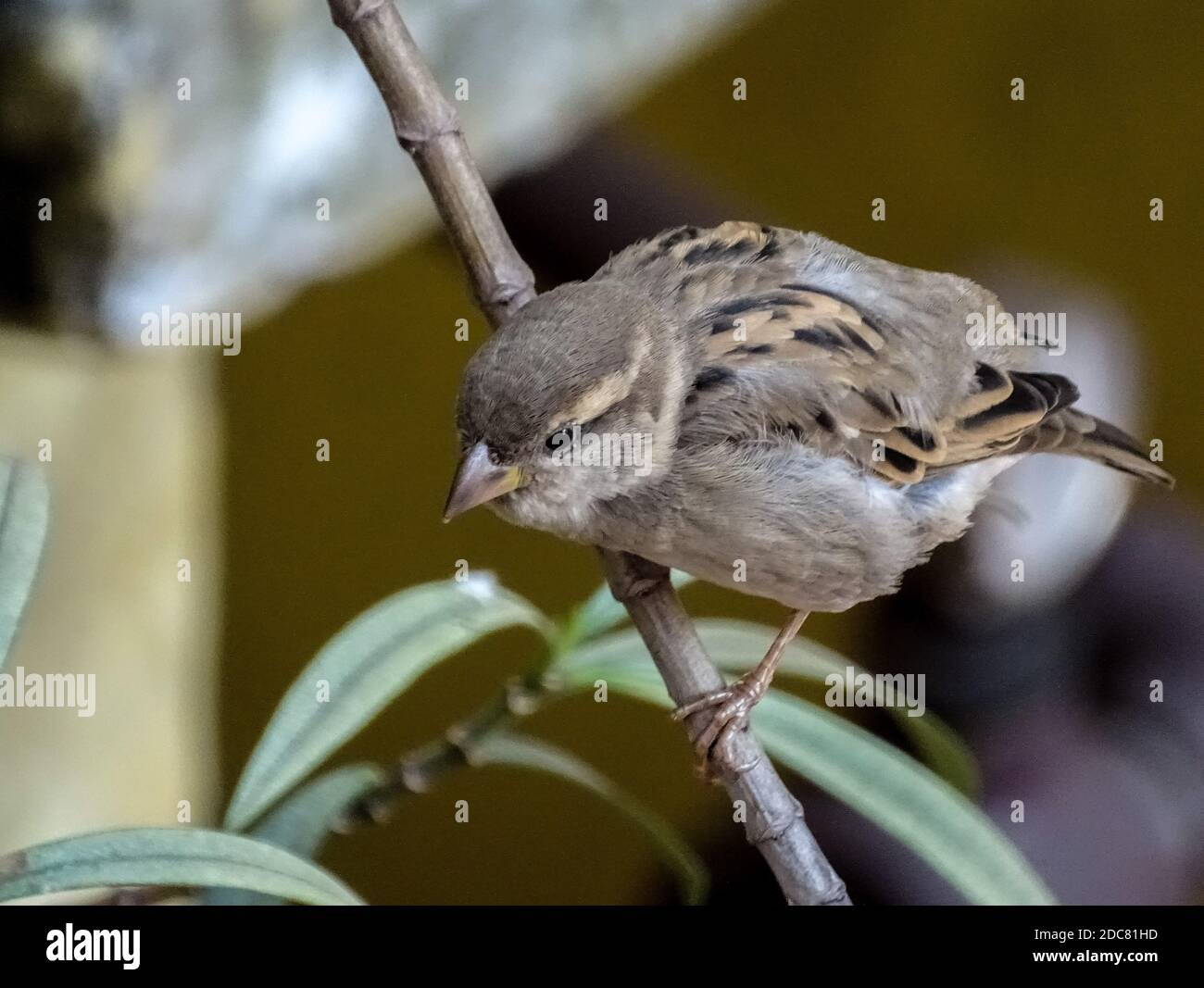 Female sparrow foraging hi-res stock photography and images - Alamy
