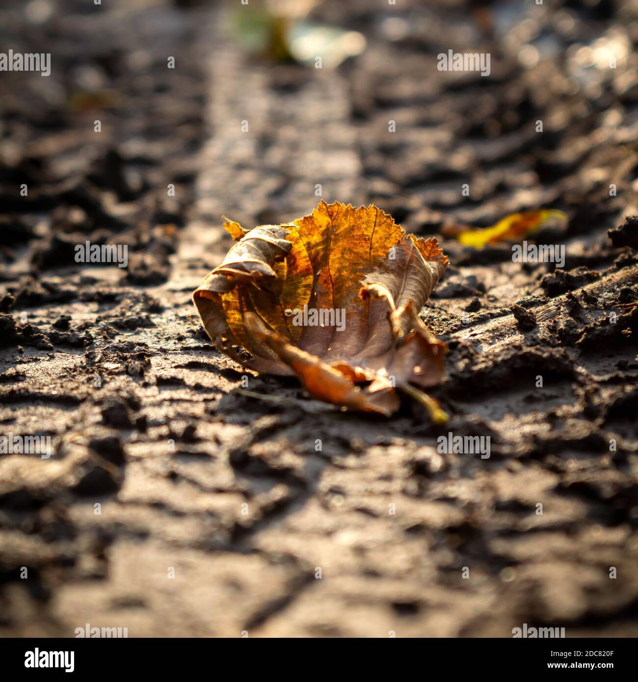 Curled mud hi-res stock photography and images - Alamy