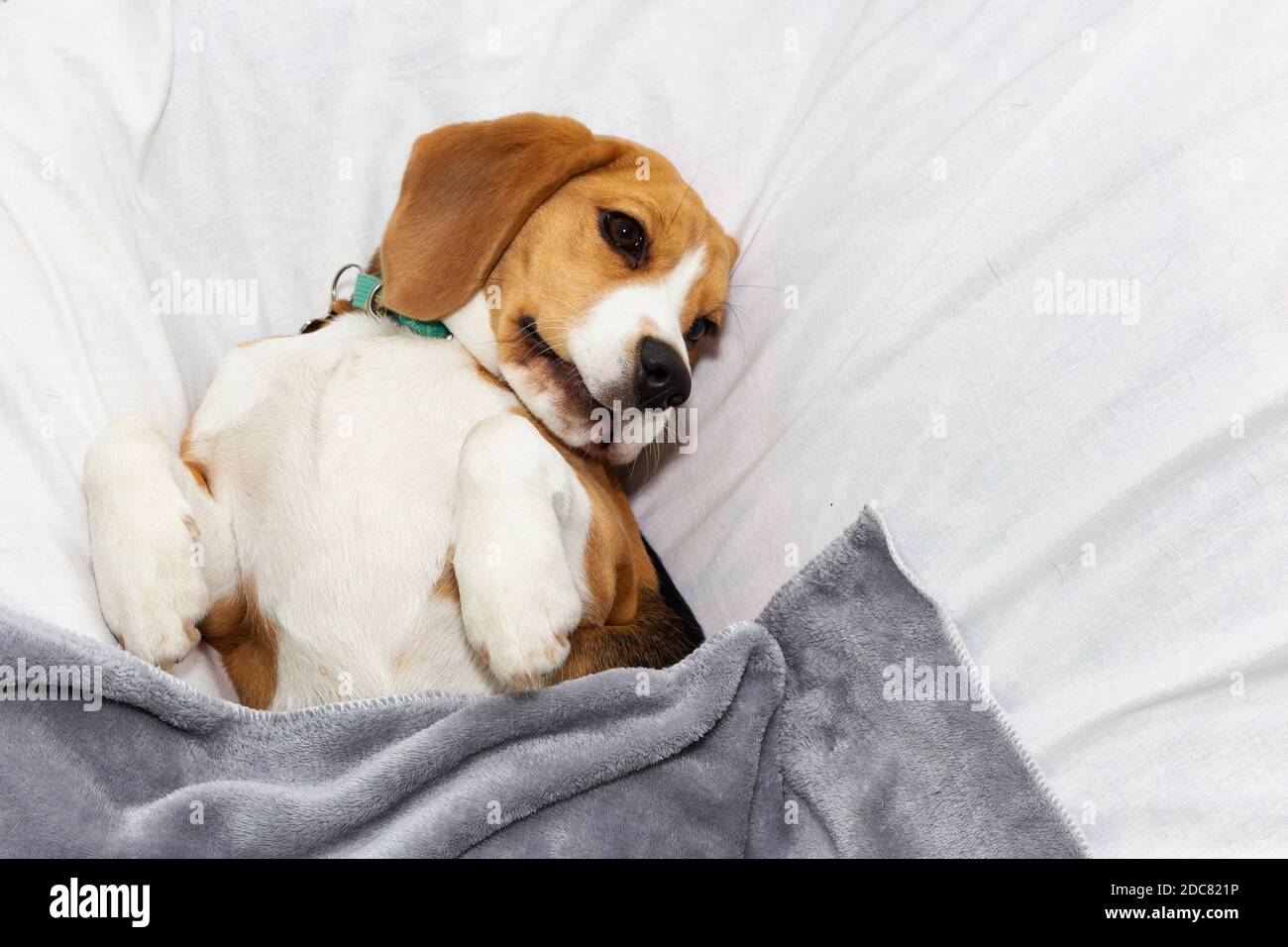 A lazy Beagle lies in his master's bed. Pet Stock Photo - Alamy