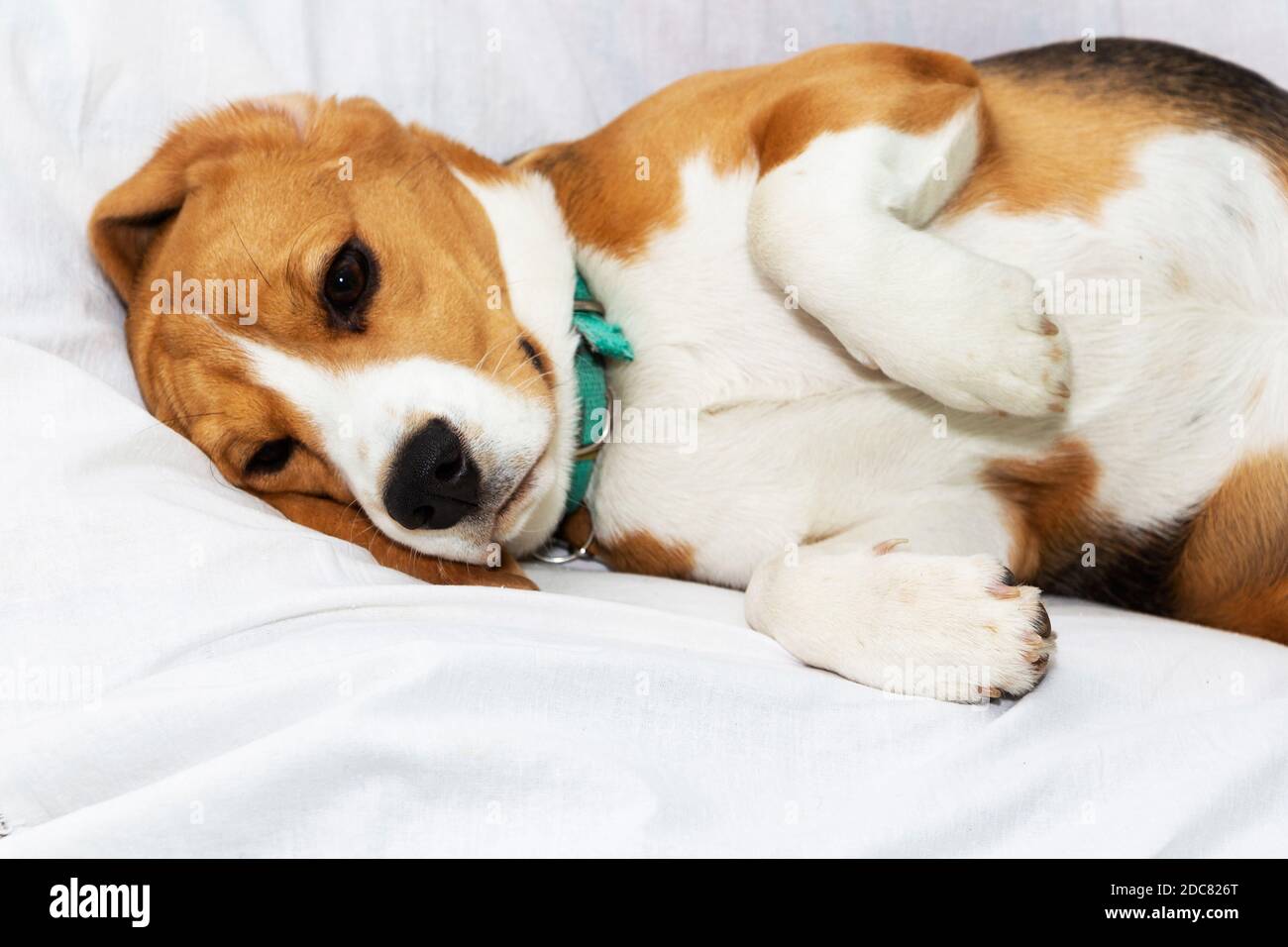 A lazy Beagle lies in his master's bed. Pet Stock Photo - Alamy