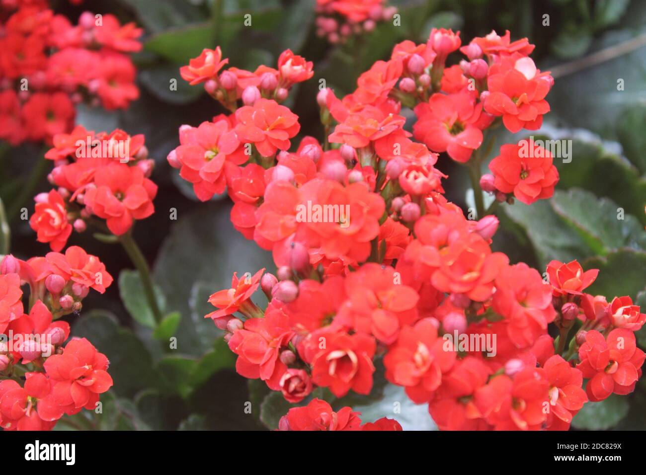 Bunch of nice red flowers Stock Photo - Alamy