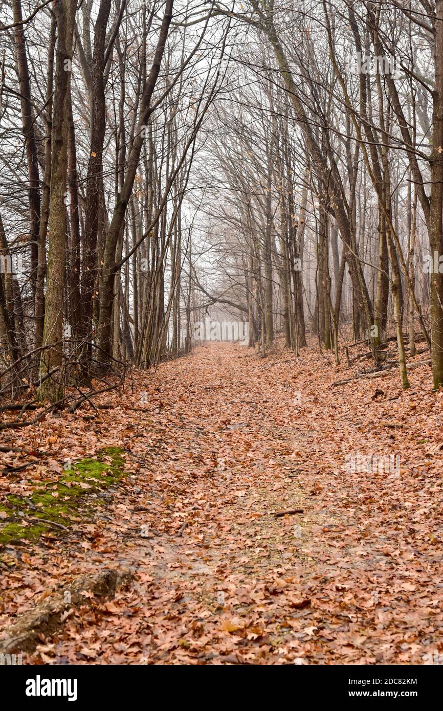 empty dirt road path through the forest trees Stock Photo - Alamy