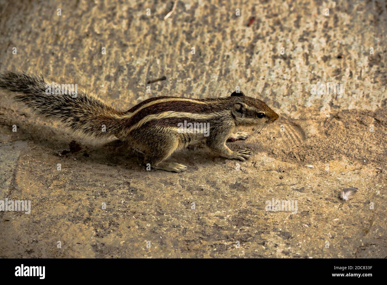 Squirrel or chipmunks in rajasthan , india/ indian wildlife, cute ...