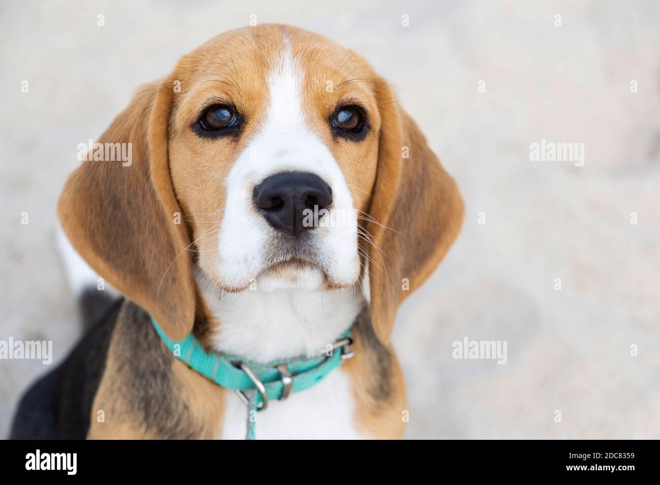 little cute tricolor Beagle puppy, sad look Stock Photo - Alamy