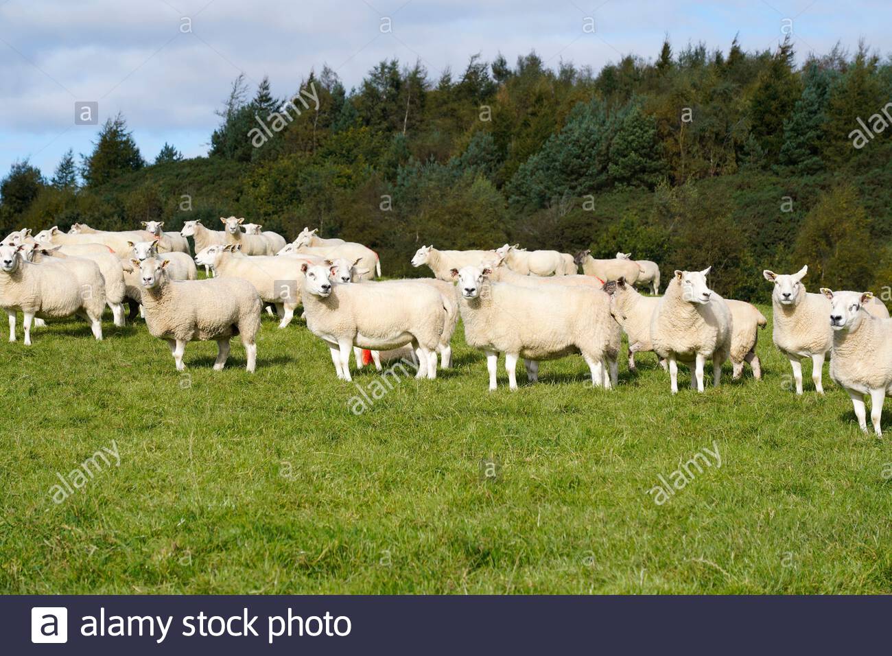 North country cheviot sheep hi-res stock photography and images - Alamy