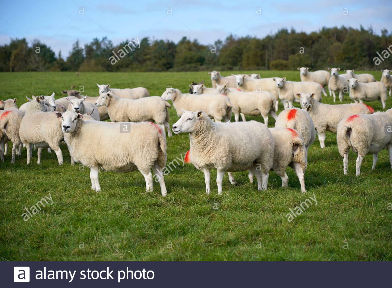 Old country sheep breed hi-res stock photography and images - Alamy