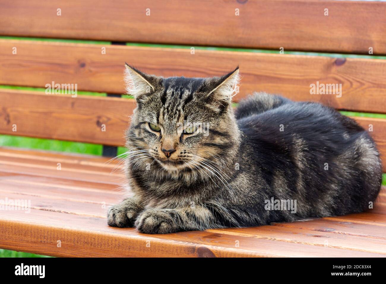 Cribbage faced hi-res stock photography and images - Alamy