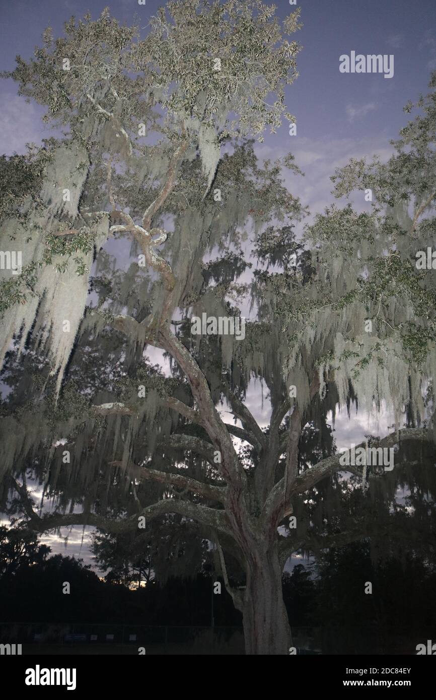 Moss in branches of tree hi-res stock photography and images - Alamy