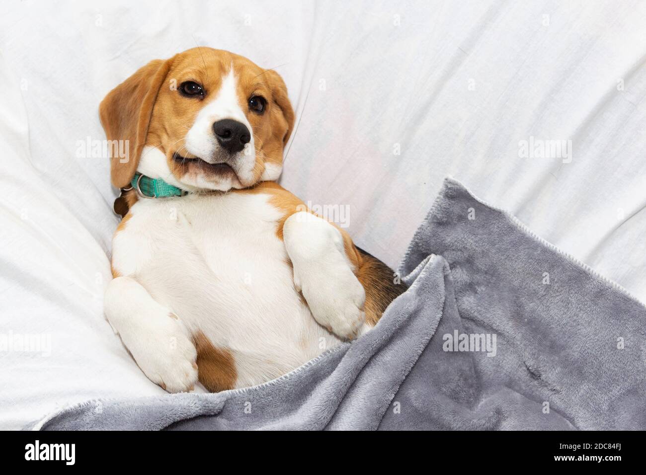 Lazy beagle hi-res stock photography and images - Alamy