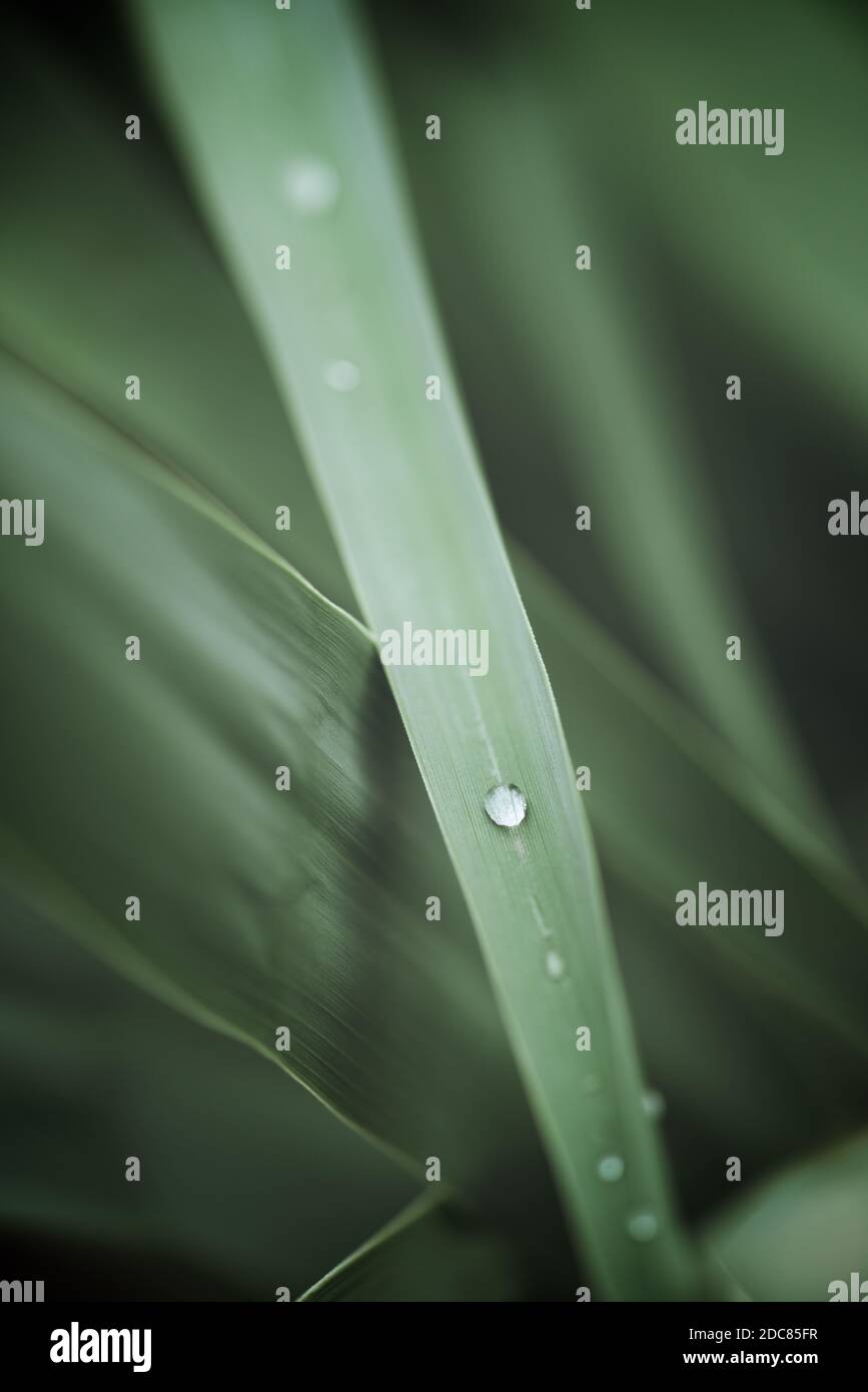 Close-up of a drop of water on a reed Stock Photo - Alamy