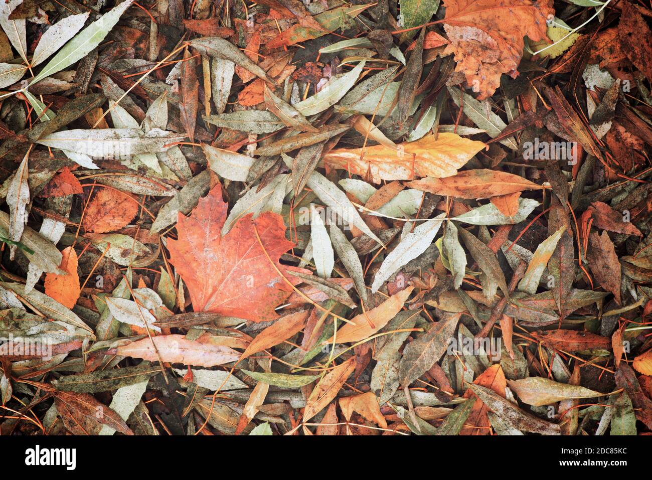 Autumn leaves fallen on the ground Stock Photo - Alamy