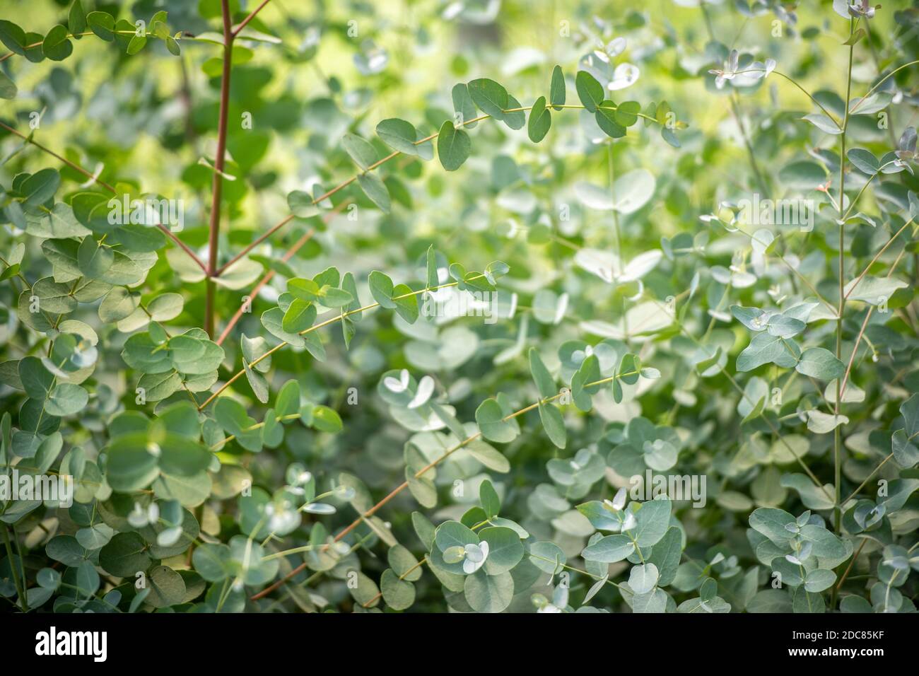 Plants Growing at Belvedere Farm in Fallston, Maryland Stock Photo - Alamy