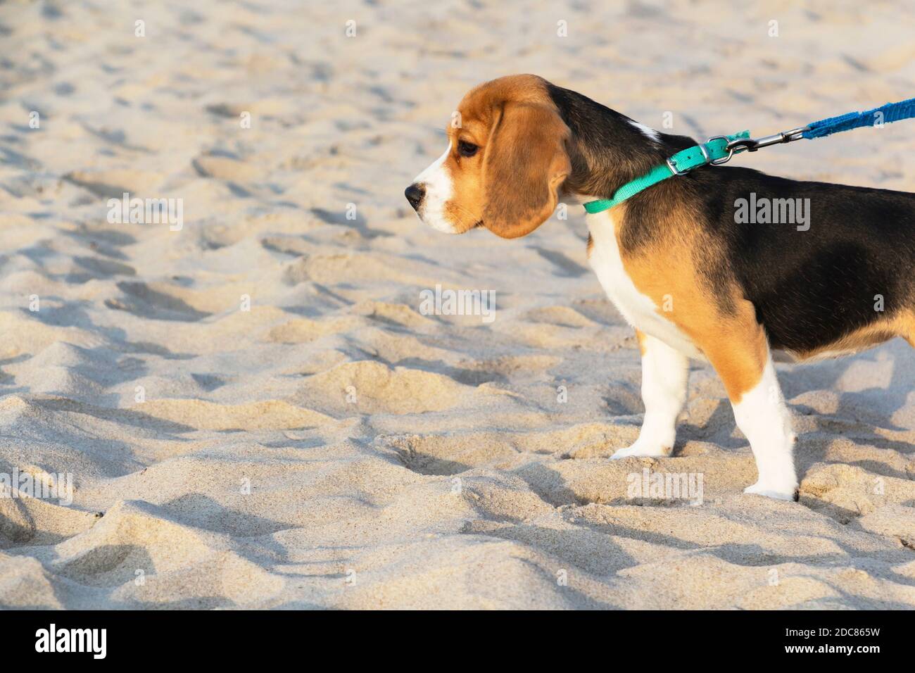 little cute tricolor Beagle puppy, sad look Stock Photo - Alamy