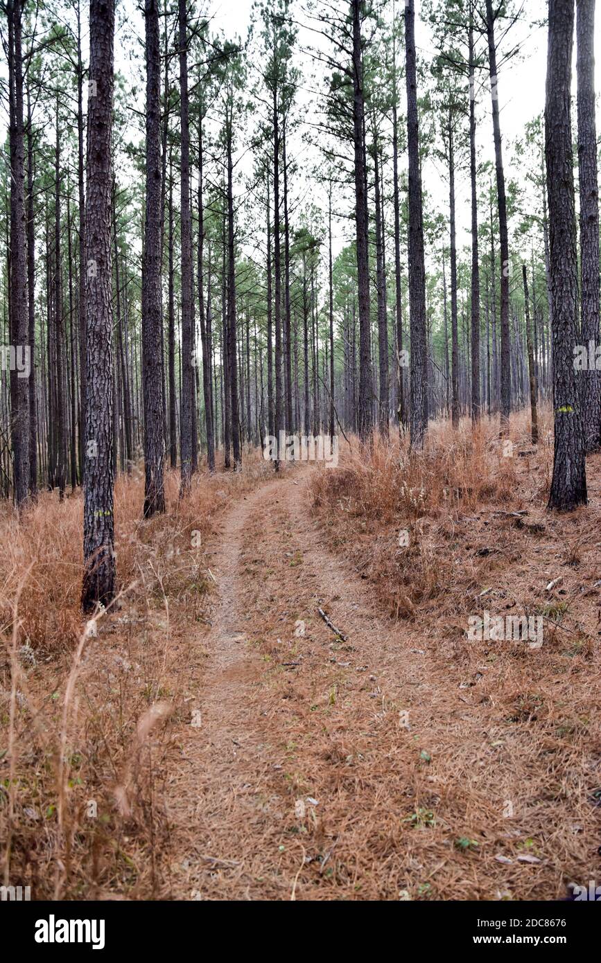 empty dirt road path through the forest trees Stock Photo - Alamy