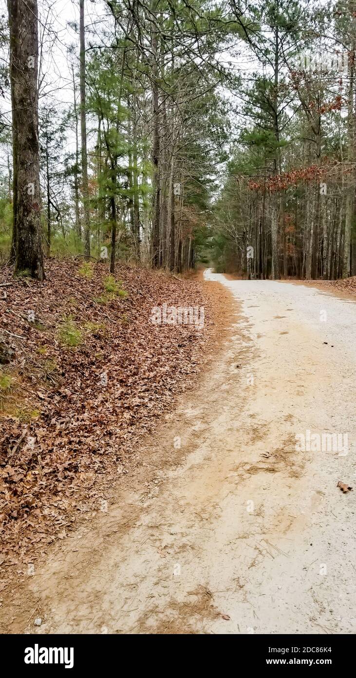 empty dirt road path through the forest trees Stock Photo - Alamy