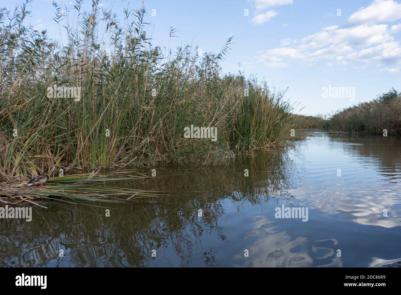 Albufera lagoon nature park hi-res stock photography and images - Alamy