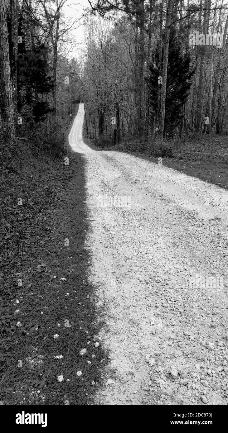 empty dirt road path through the forest trees Stock Photo - Alamy