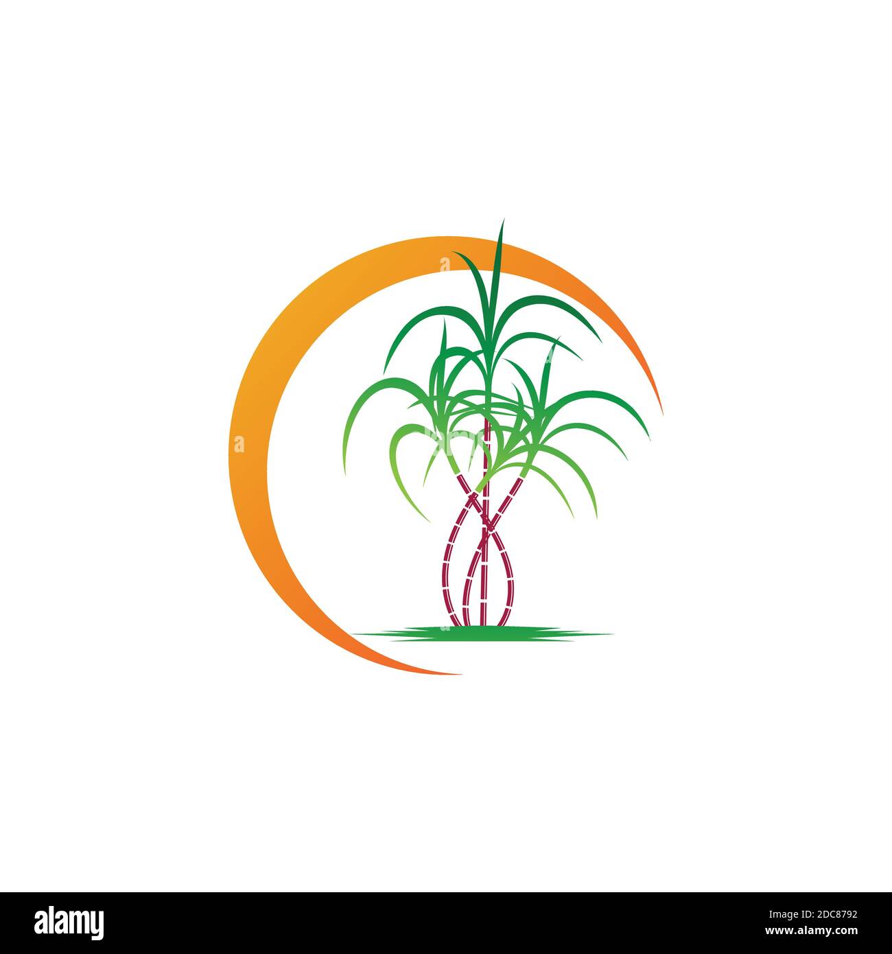 Sugarcane plant Stock Vector Images - Alamy