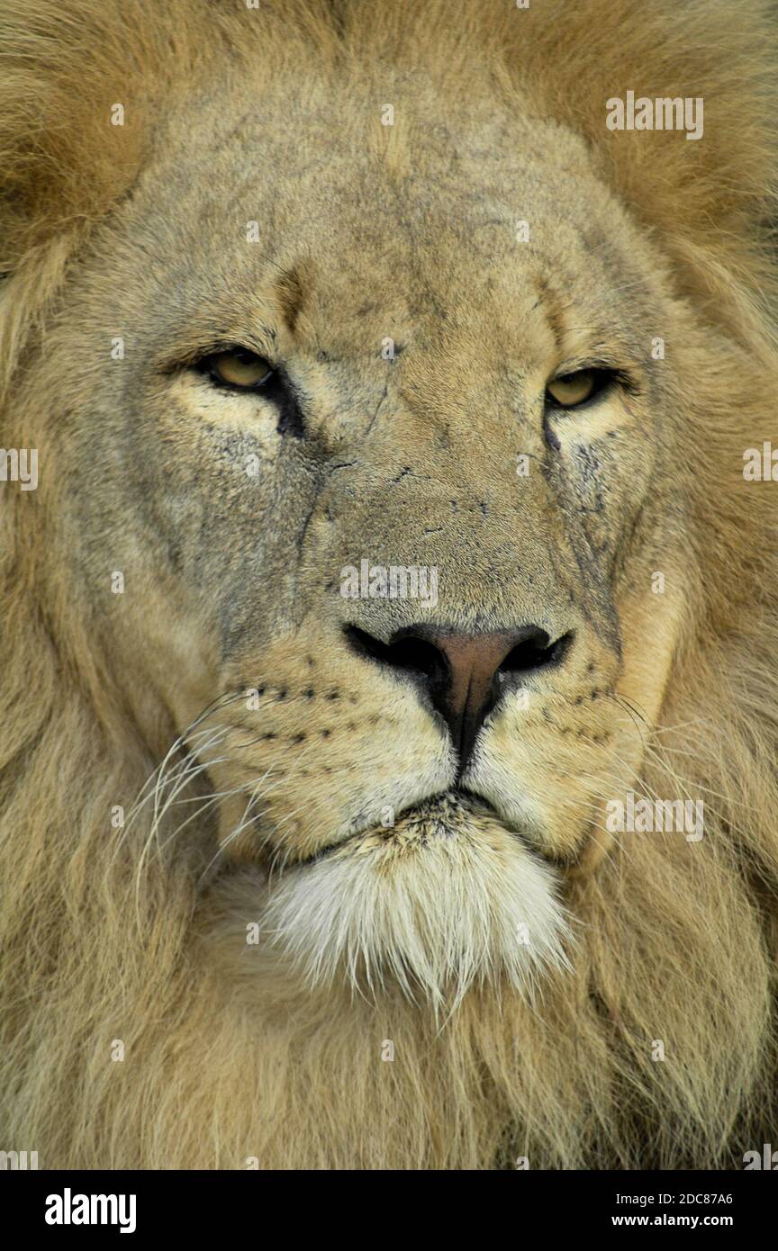 Serious male lion hi-res stock photography and images - Alamy