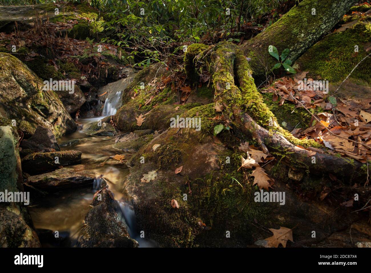 Western north carolina forest hi-res stock photography and images - Alamy