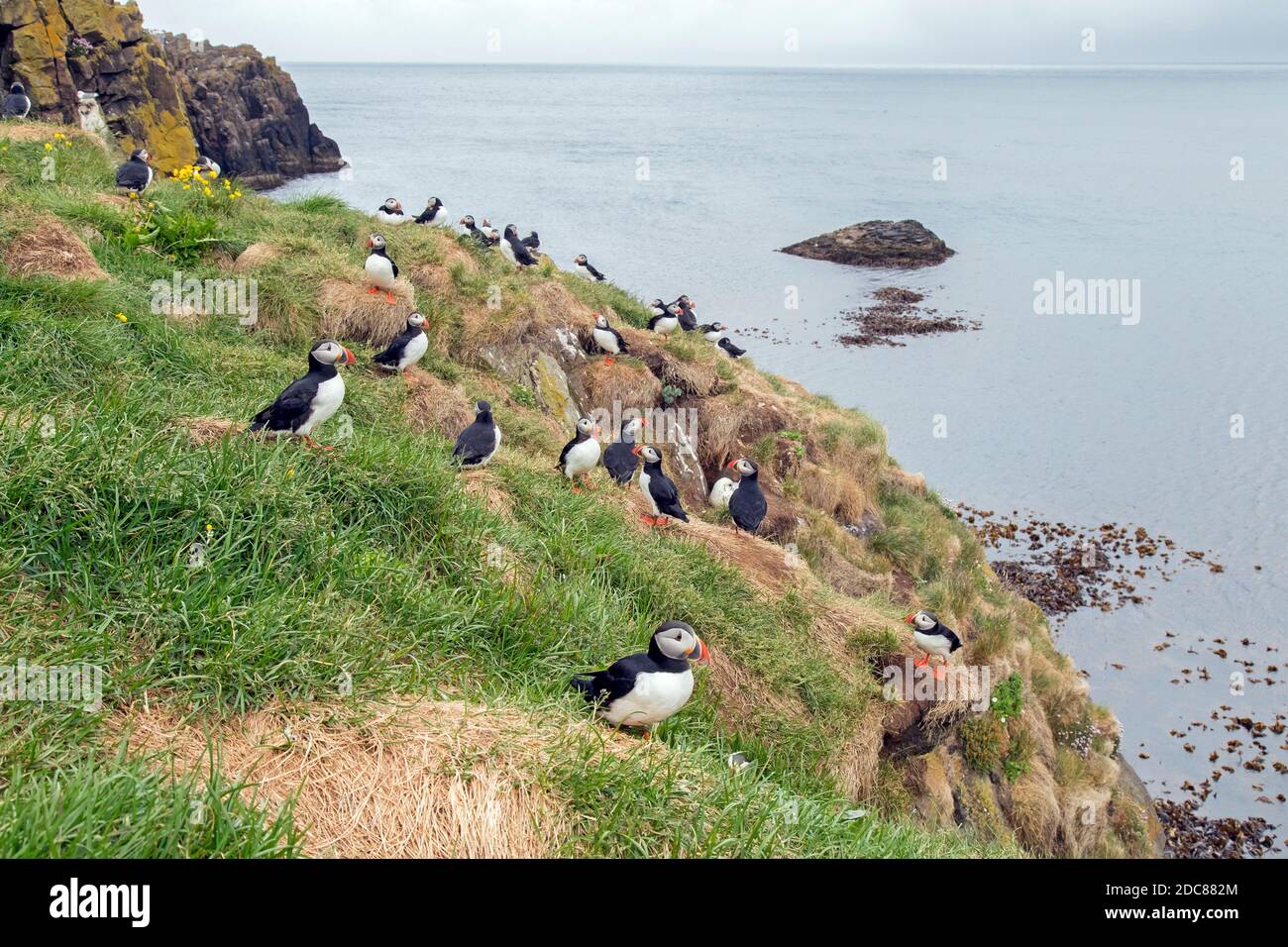 Atlantic puffin burrows hi-res stock photography and images - Alamy