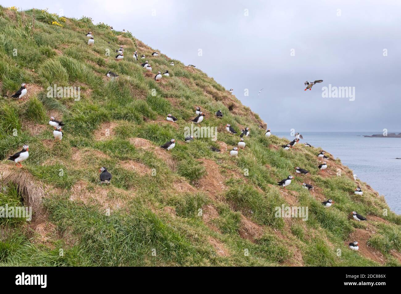 Atlantic puffins (Fratercula arctica) nesting in old rabbit holes on ...