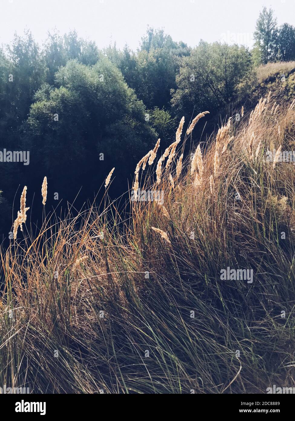 Living nature, high dry grass Stock Photo - Alamy
