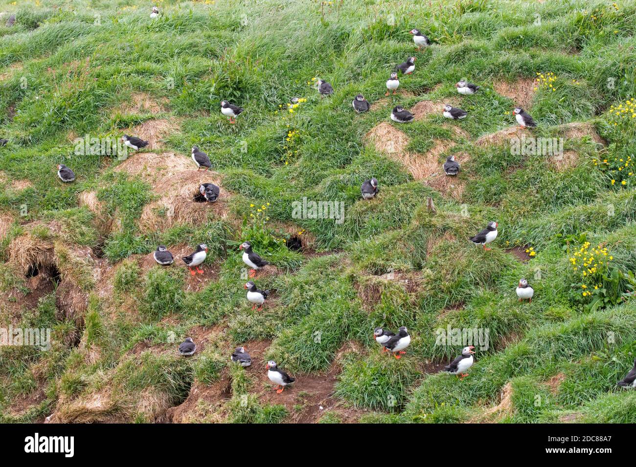 Atlantic puffins (Fratercula arctica) nesting in old rabbit holes on ...