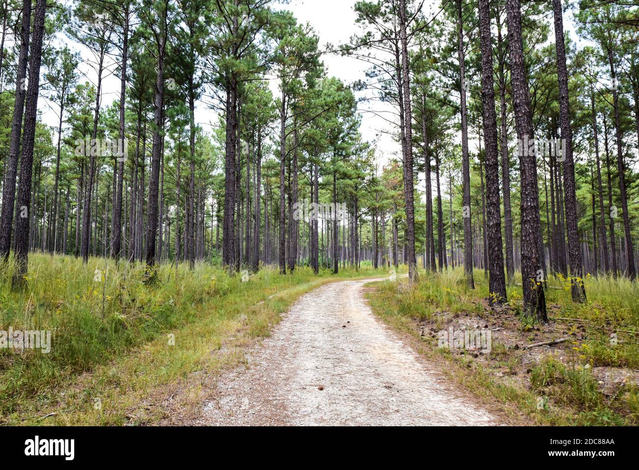 empty dirt road path through the forest trees Stock Photo - Alamy
