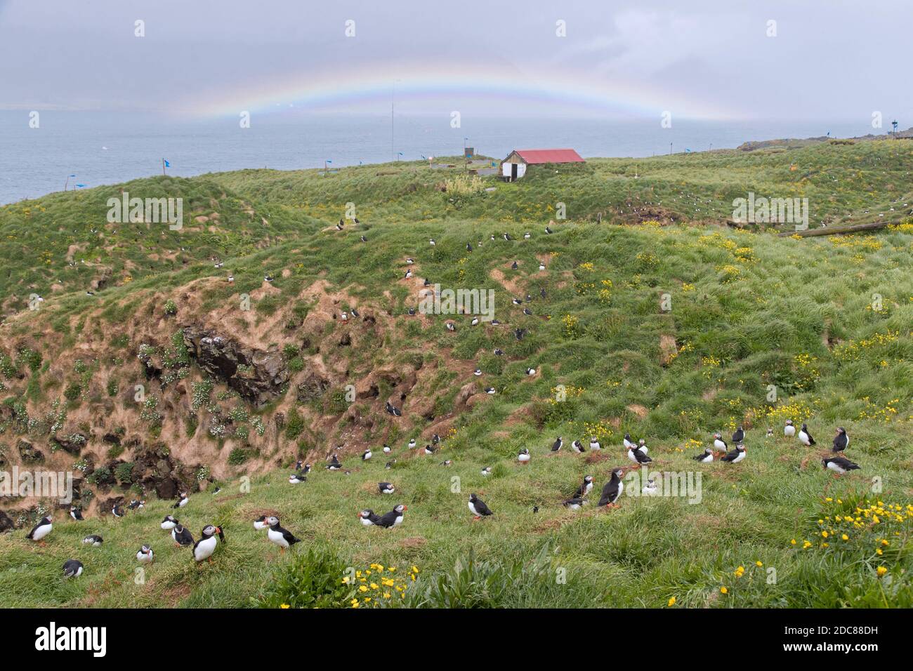 Atlantic puffins (Fratercula arctica) nesting in old rabbit holes on ...