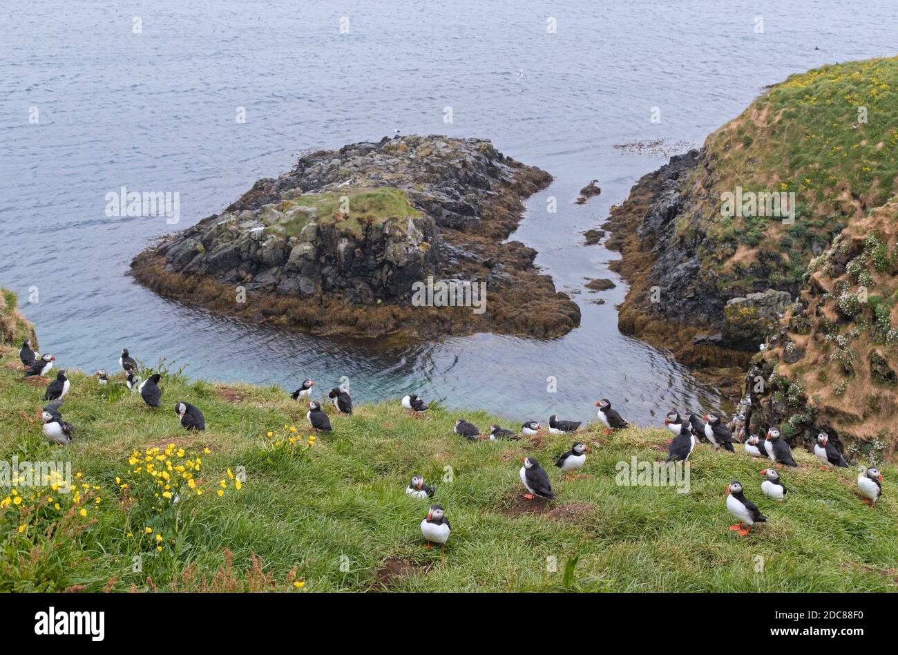Atlantic puffins (Fratercula arctica) nesting in old rabbit holes on ...