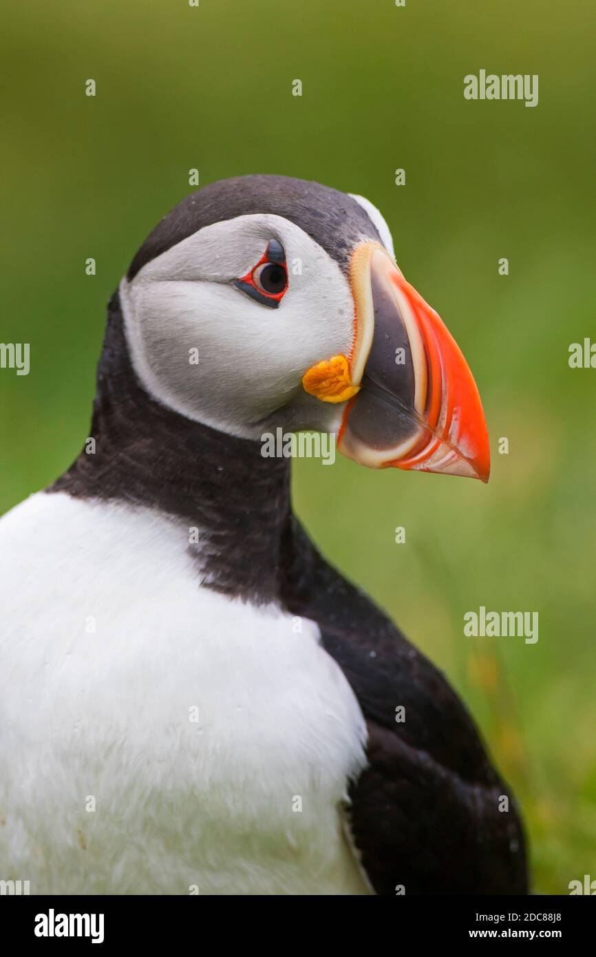 Atlantic puffin (Fratercula arctica) showing coloured beak in the ...