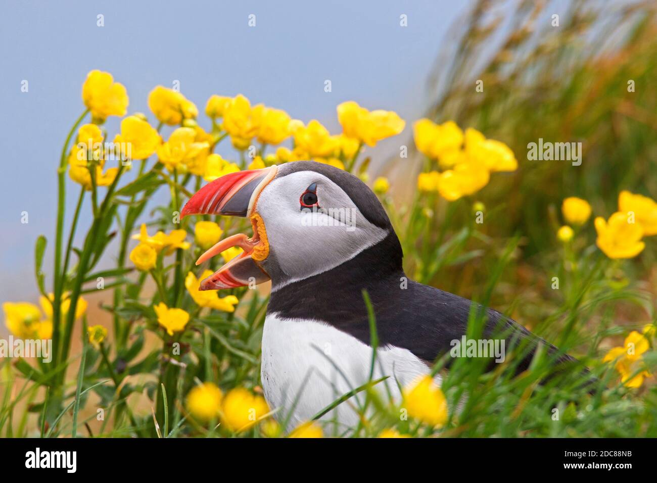 Puffin coloured beak scotland hi-res stock photography and images - Alamy