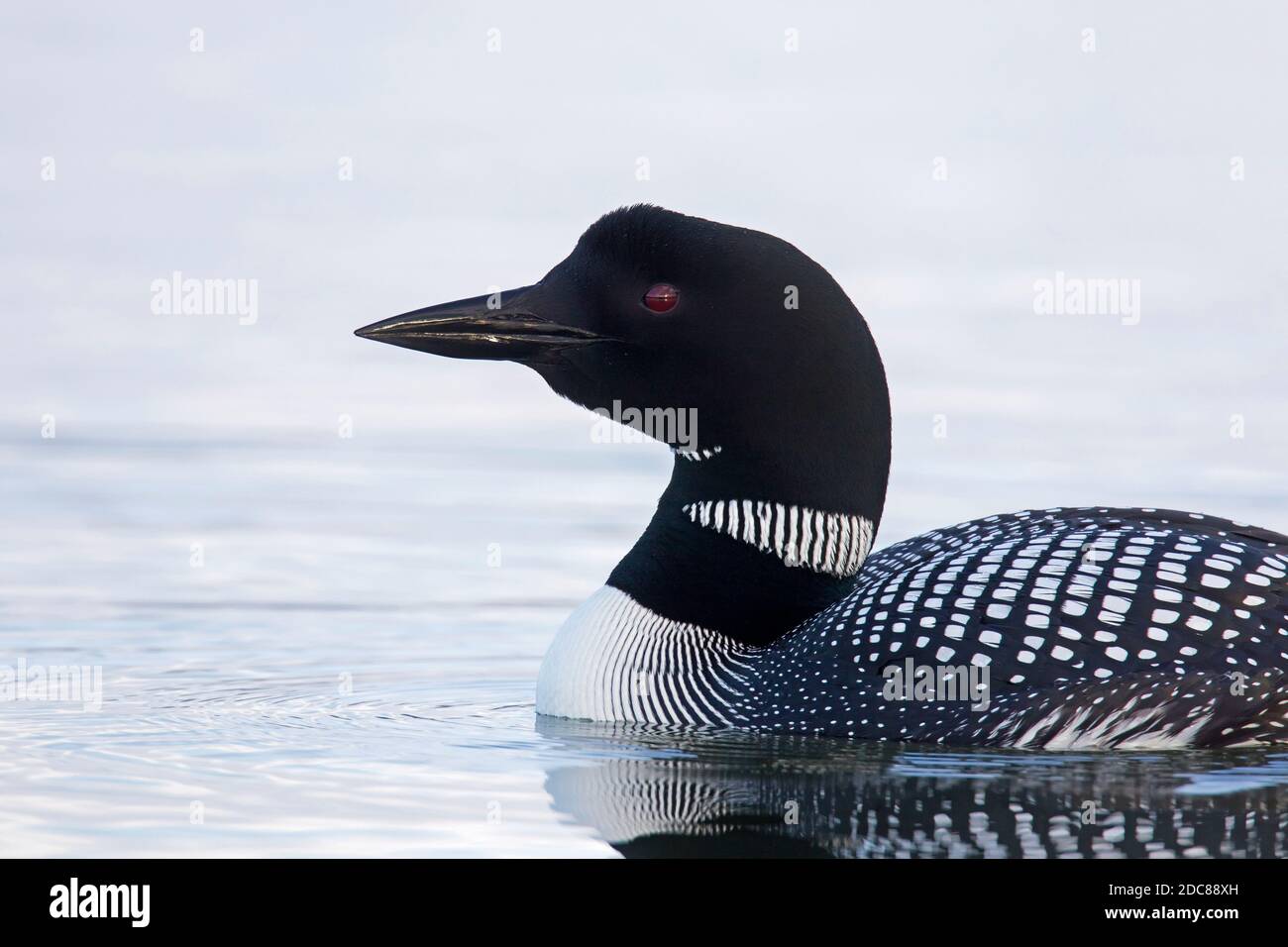 Common loon / great northern diver (Gavia immer) in breeding plumage ...