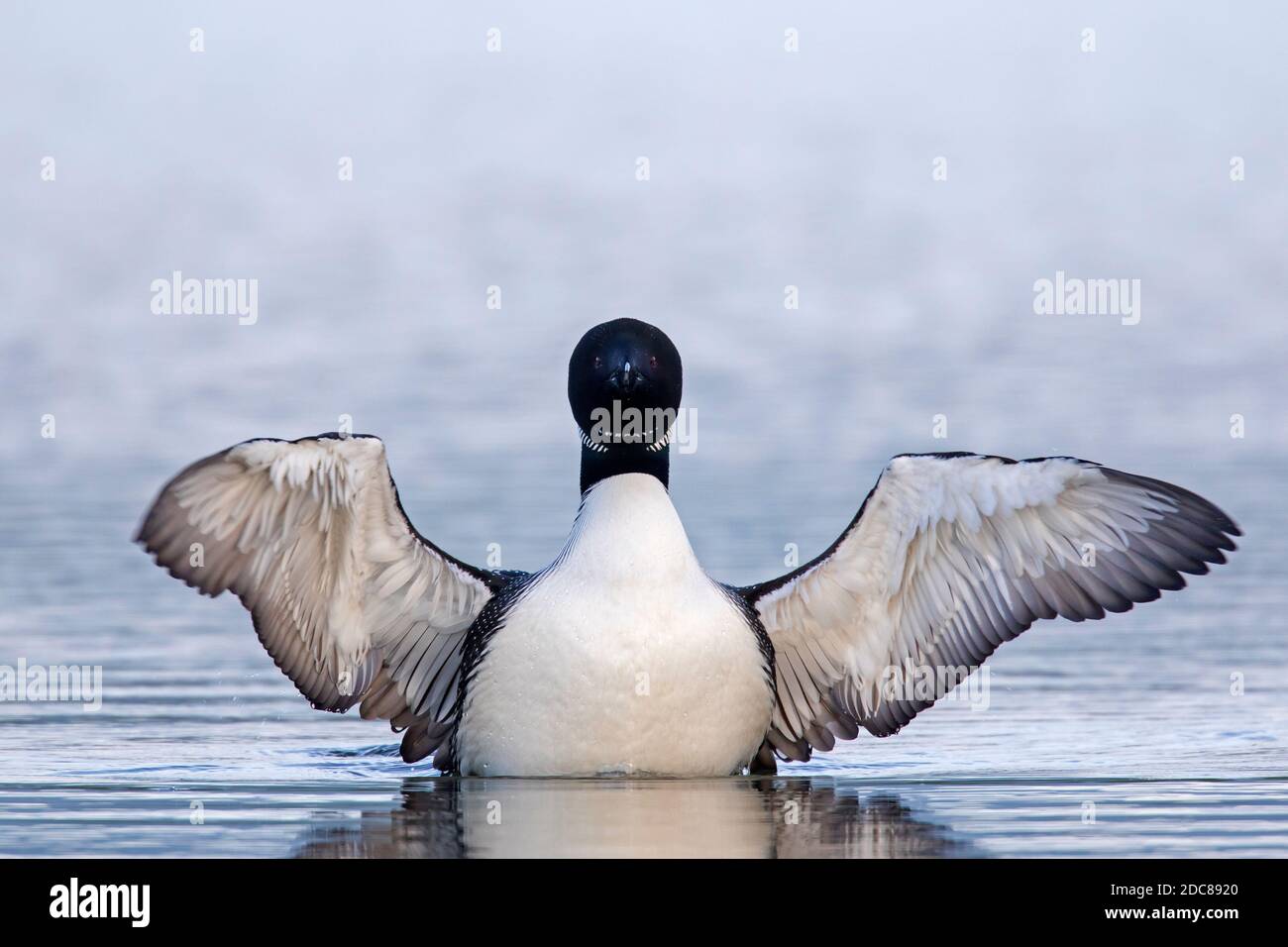 Common loon spread wings hi-res stock photography and images - Alamy