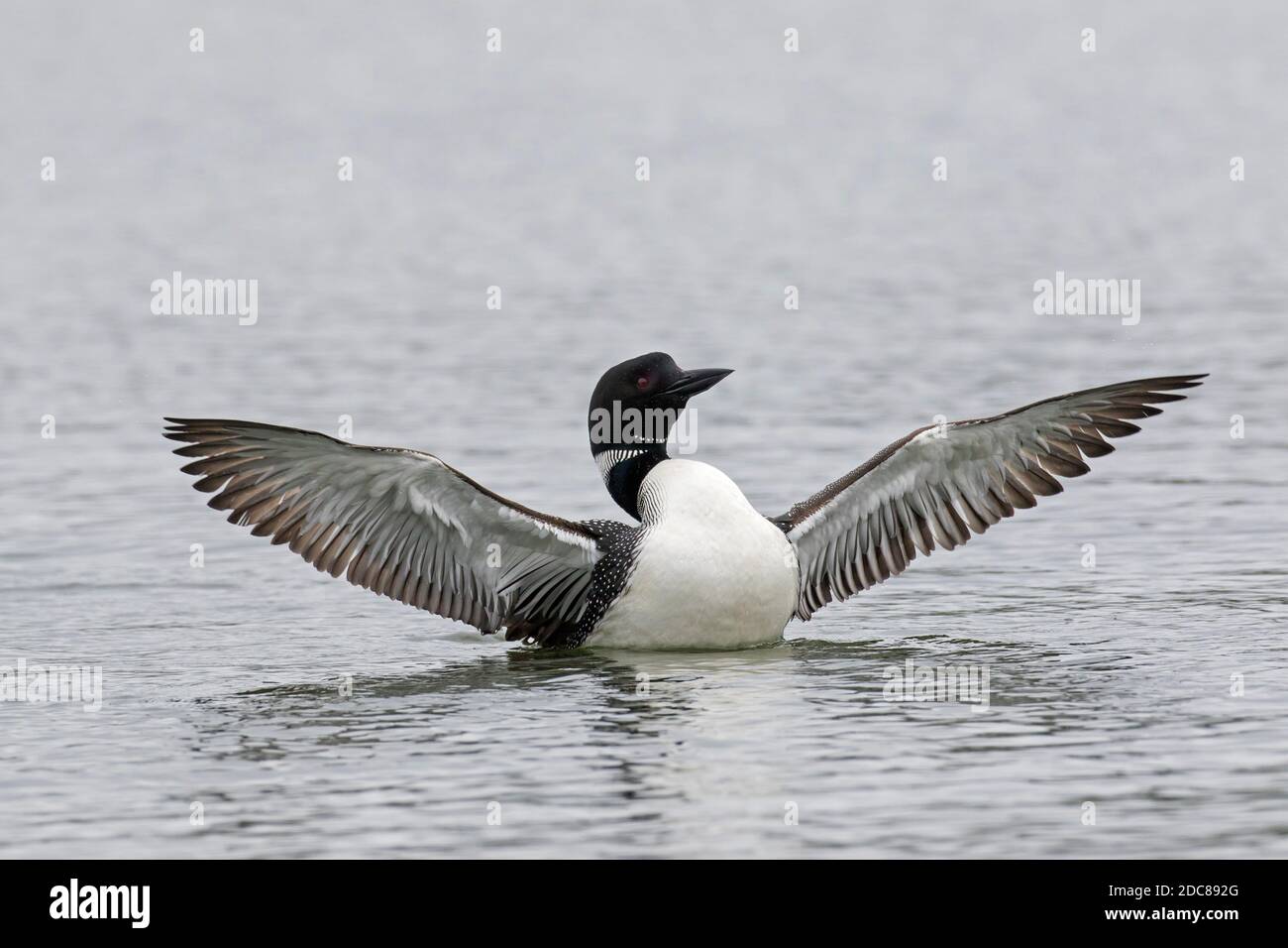 Common loon / great northern diver (Gavia immer) in breeding plumage ...