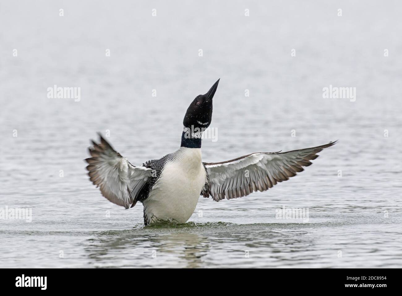Common loon / great northern diver (Gavia immer) in breeding plumage ...